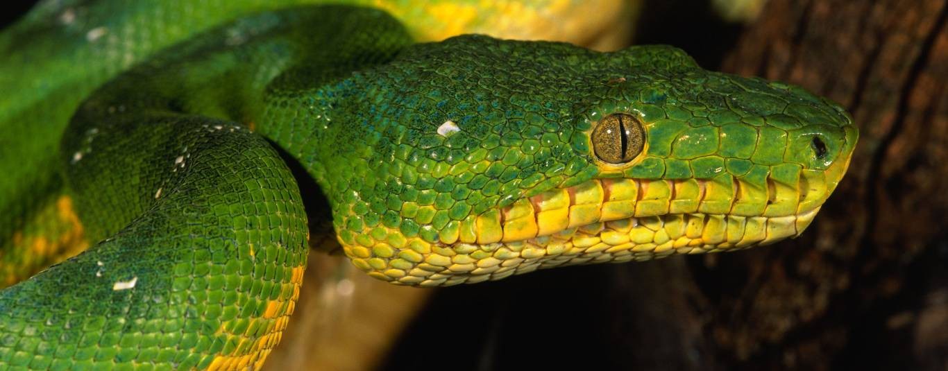 Gifts from Inga Khosroeva