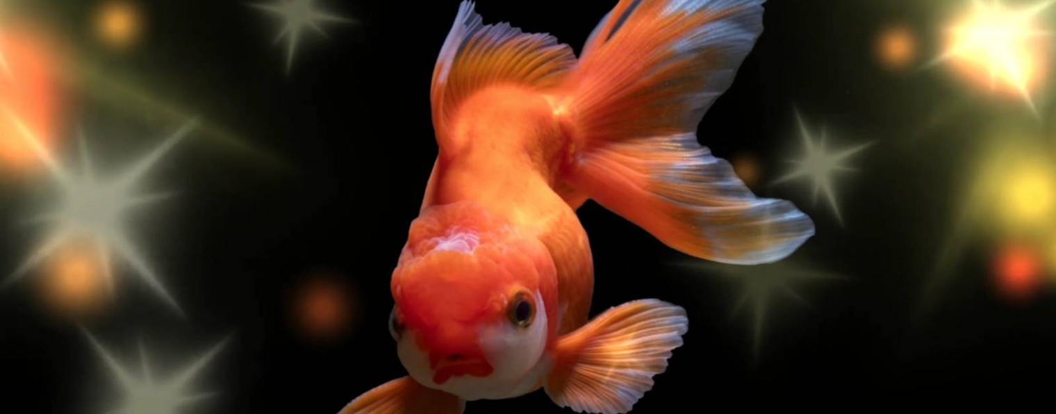 Ирина Ершова. Стихи.