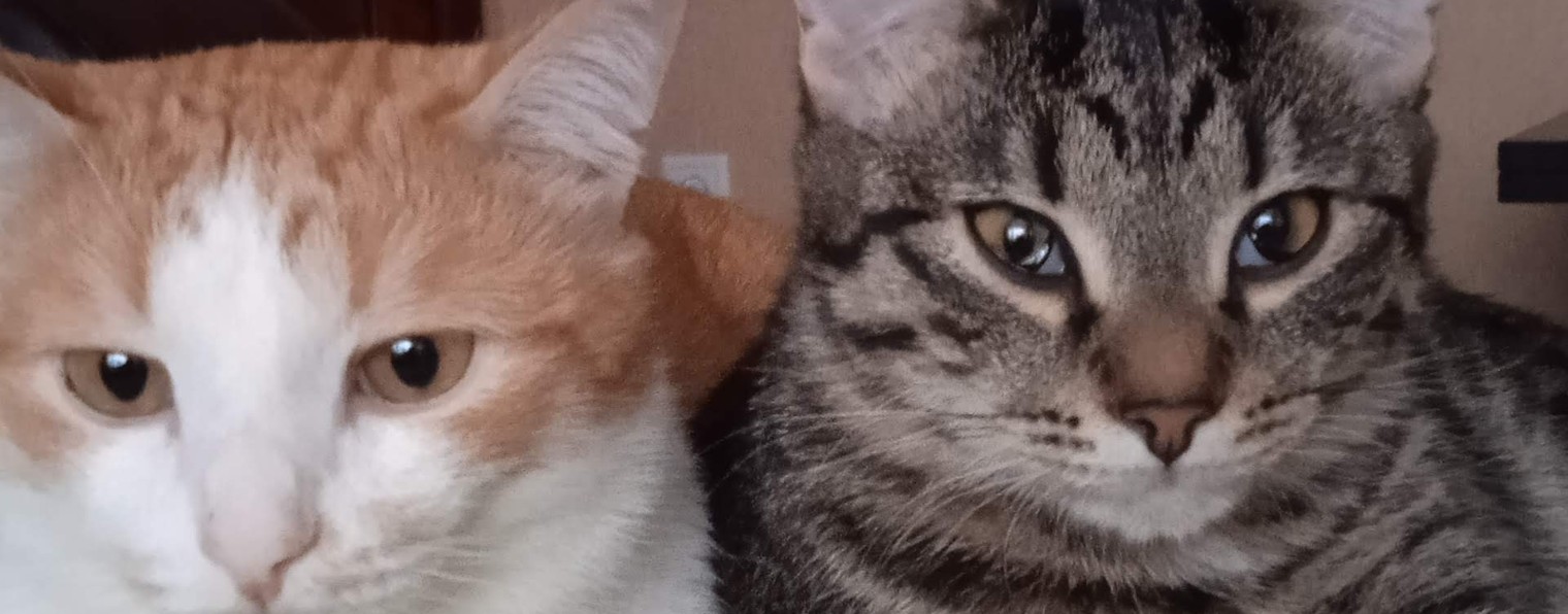 Семья котов