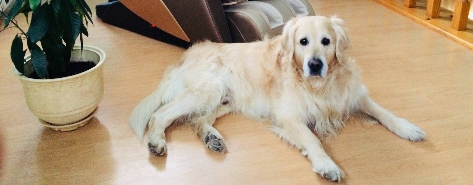 Золотистый ретривер