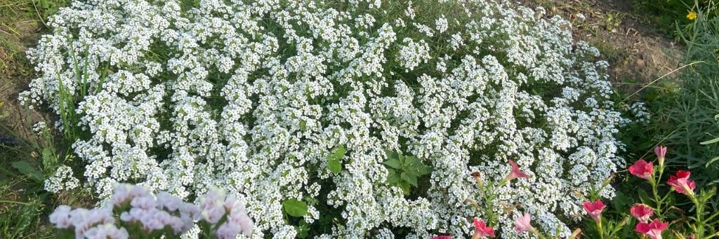 Цветы как хобби