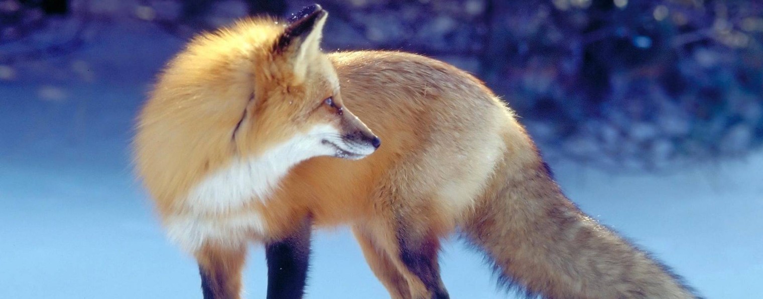 Foxzit (это мой ник с Call Of Duty
