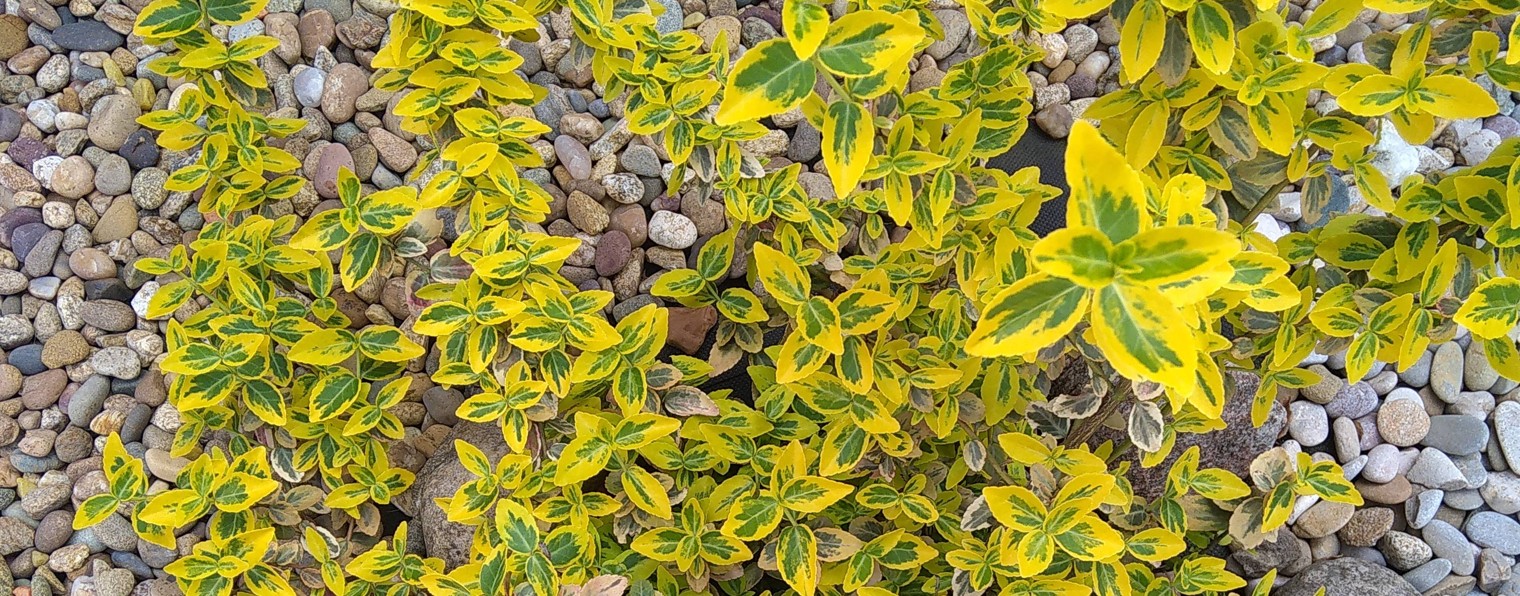 Сад и огород  с Александром Крюковым