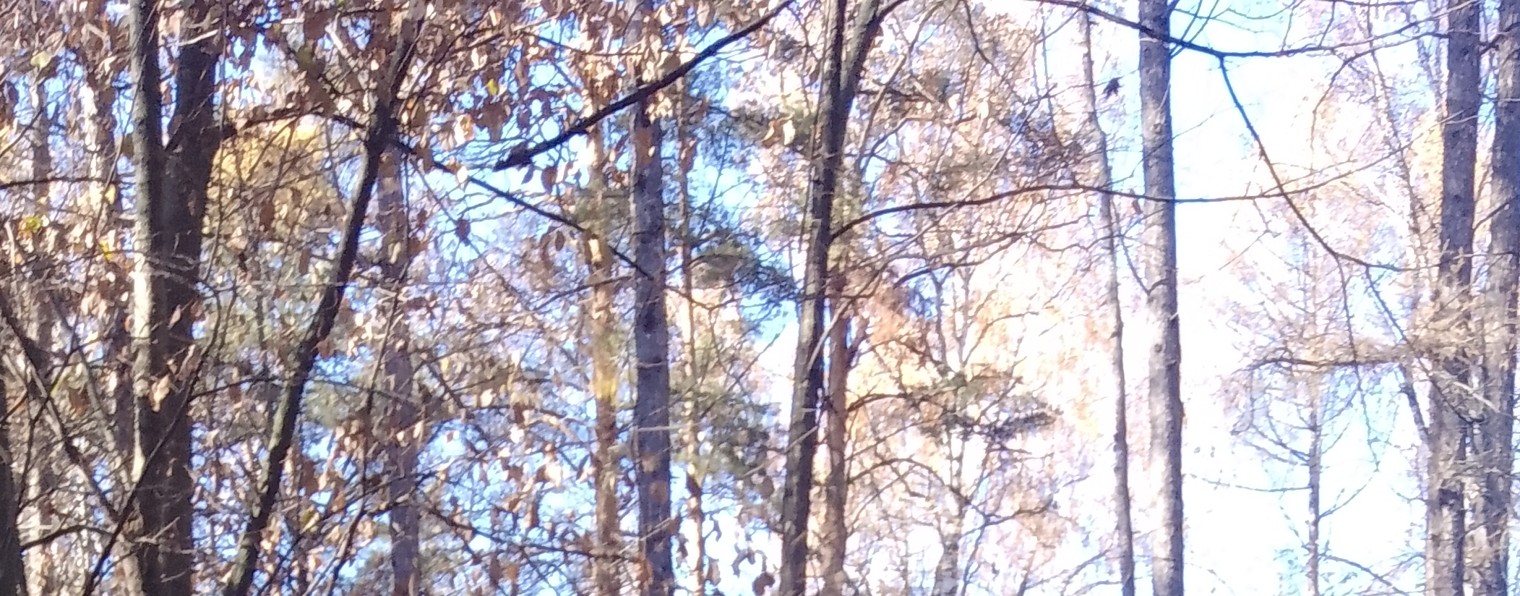 Саша Зяблицев