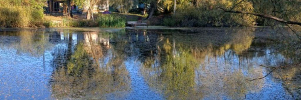 На берегу пруда