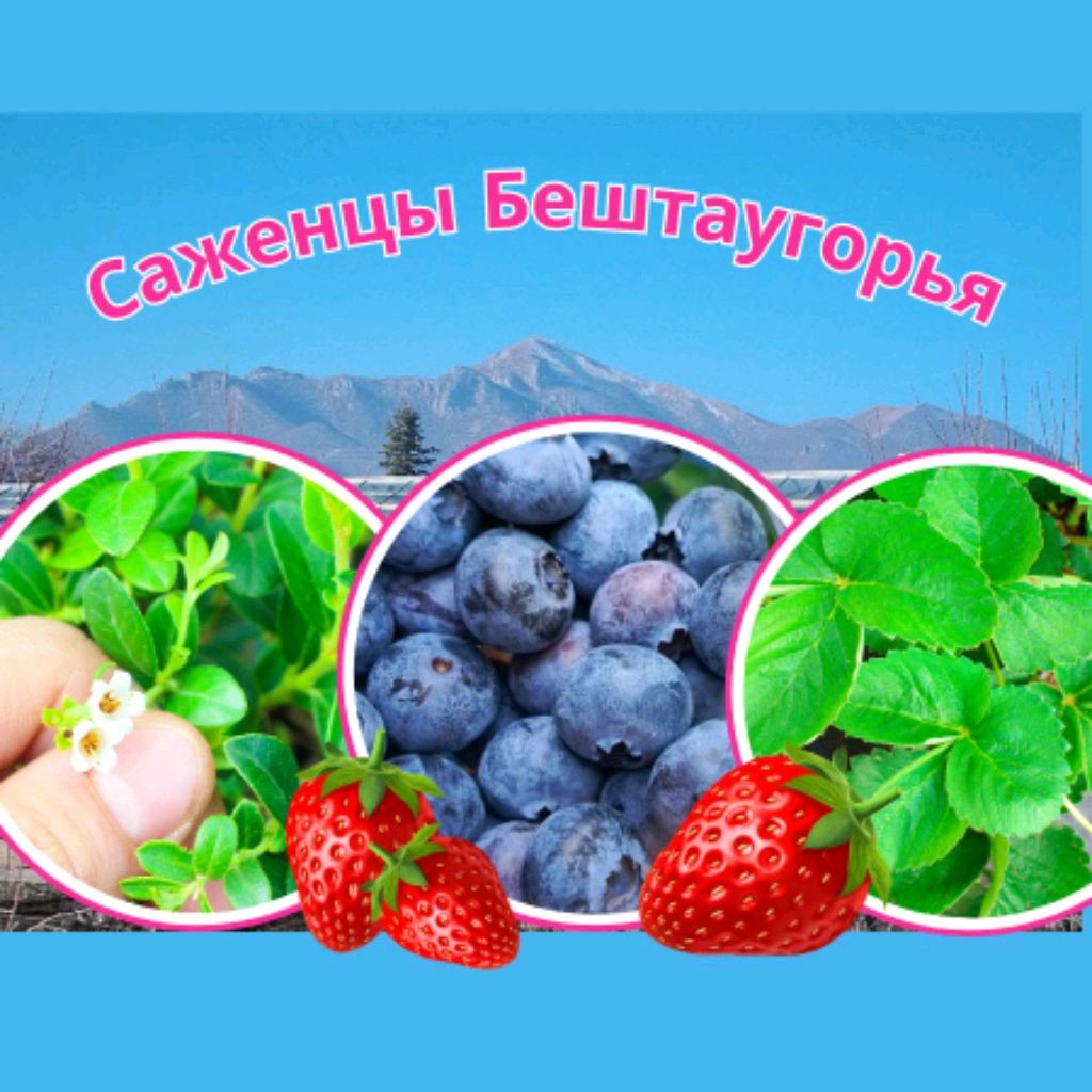 Саженцы Бештаугорья