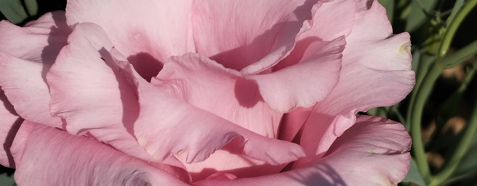 PRO- САД Волгоград