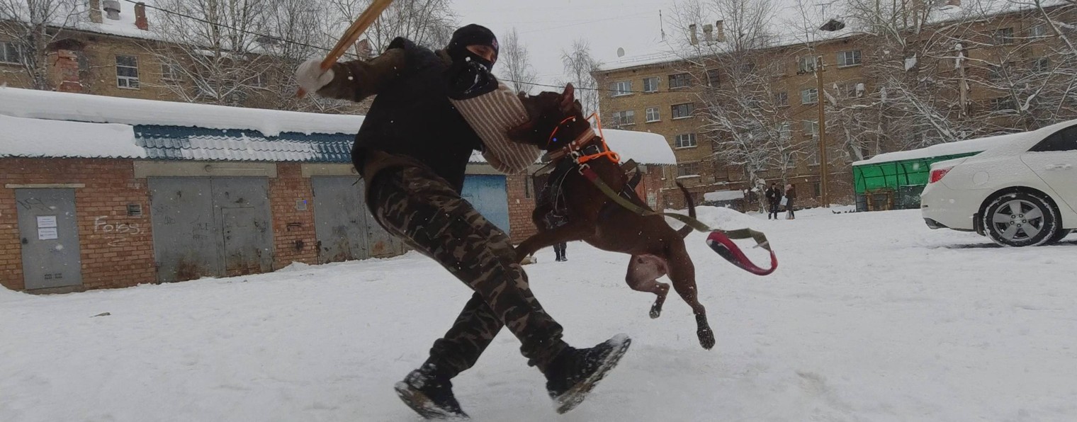 Собачья академия 11регион