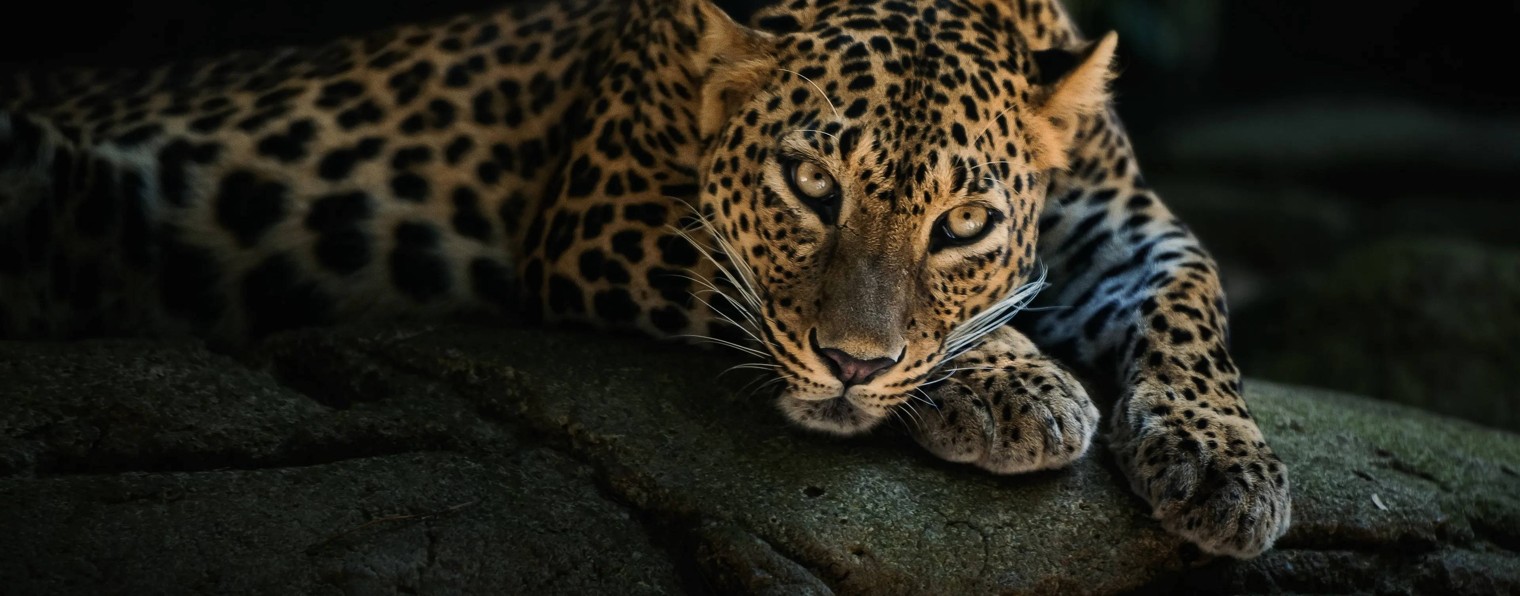 Эльза Чегетова