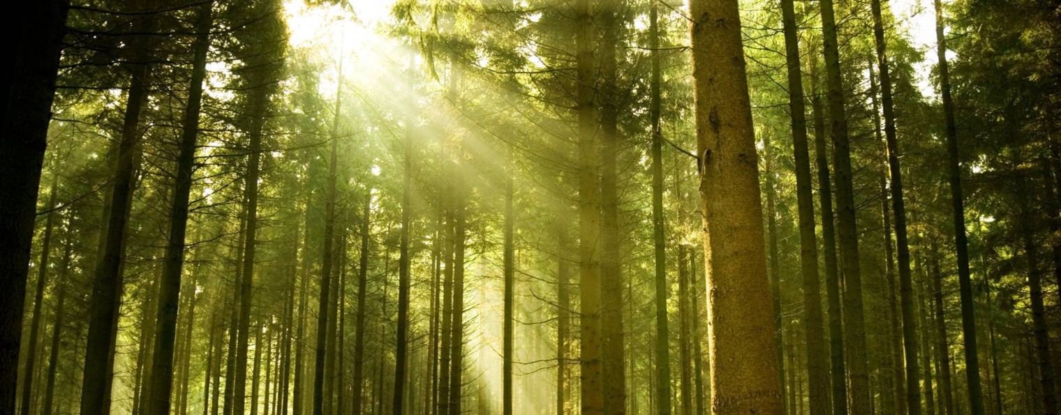 Каркасные движения