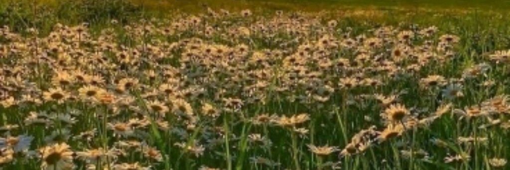 Monte Crism Music✔️