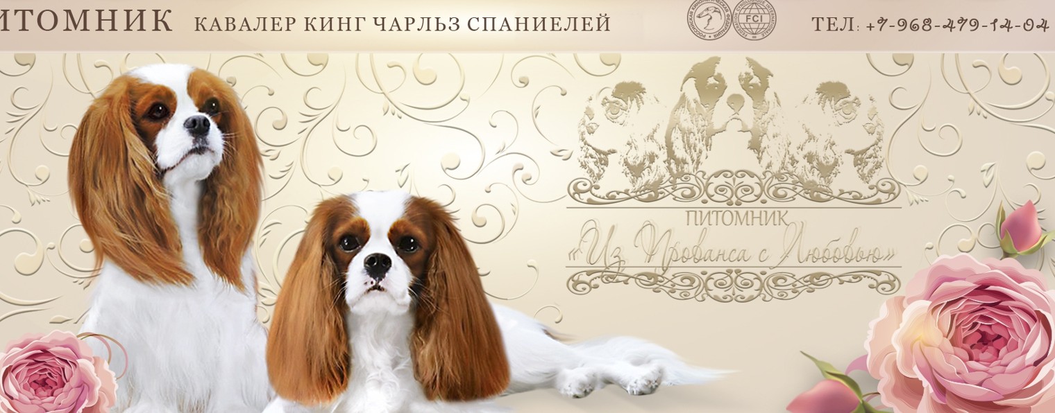 🩵🩷🩵Питомник " Из Прованса с Любовю" 🩵🩷🩵