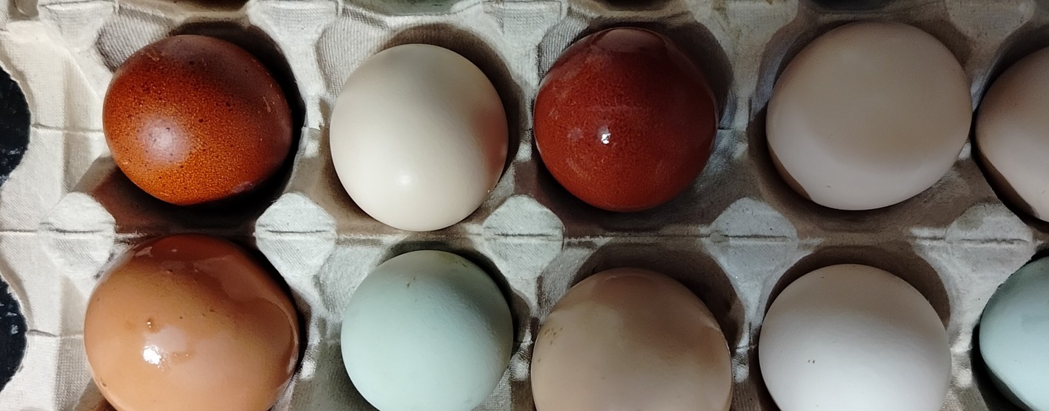 Куриный уголок🐔🏡:породы🐣 и уход🌿🌾