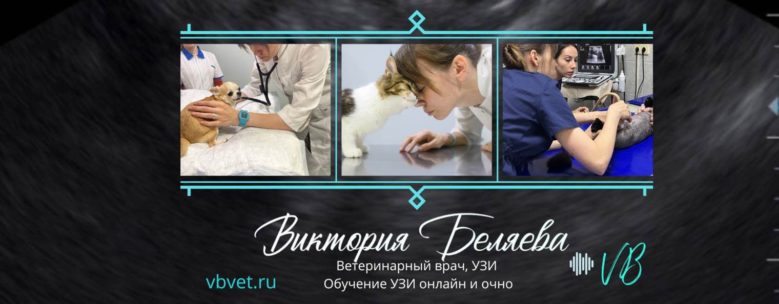 vbvet