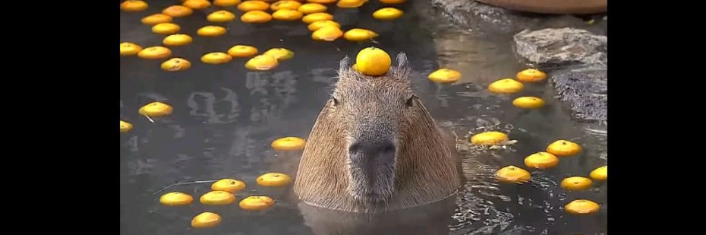 Капибара 007