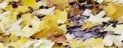 Удивительная Жизнь Димы