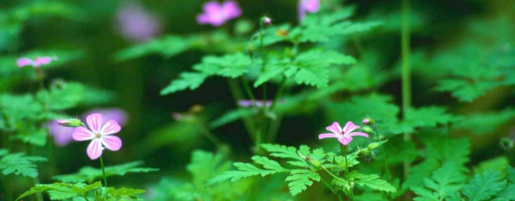 Кадырова Гулия