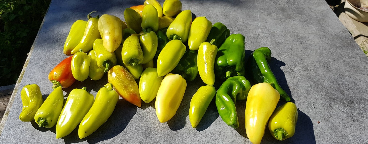 Наташа и ДВ