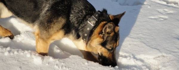 Адекватная собака с нуля))