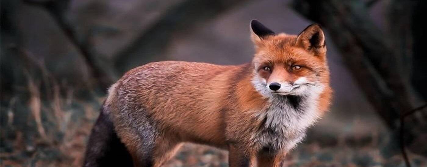 Il monké Vladimir@MCZekizek