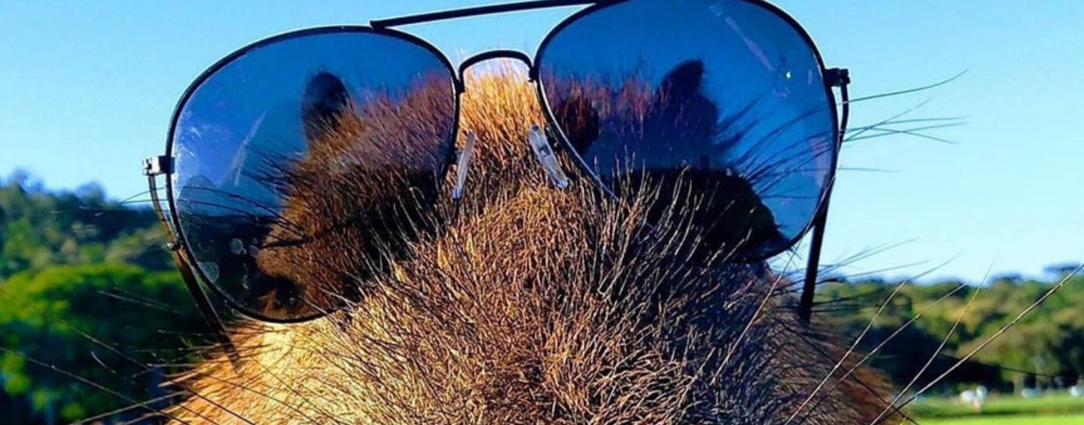 музыкальная кабибара