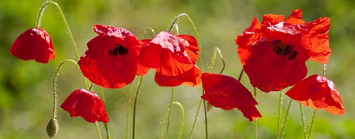 Светла Бонд