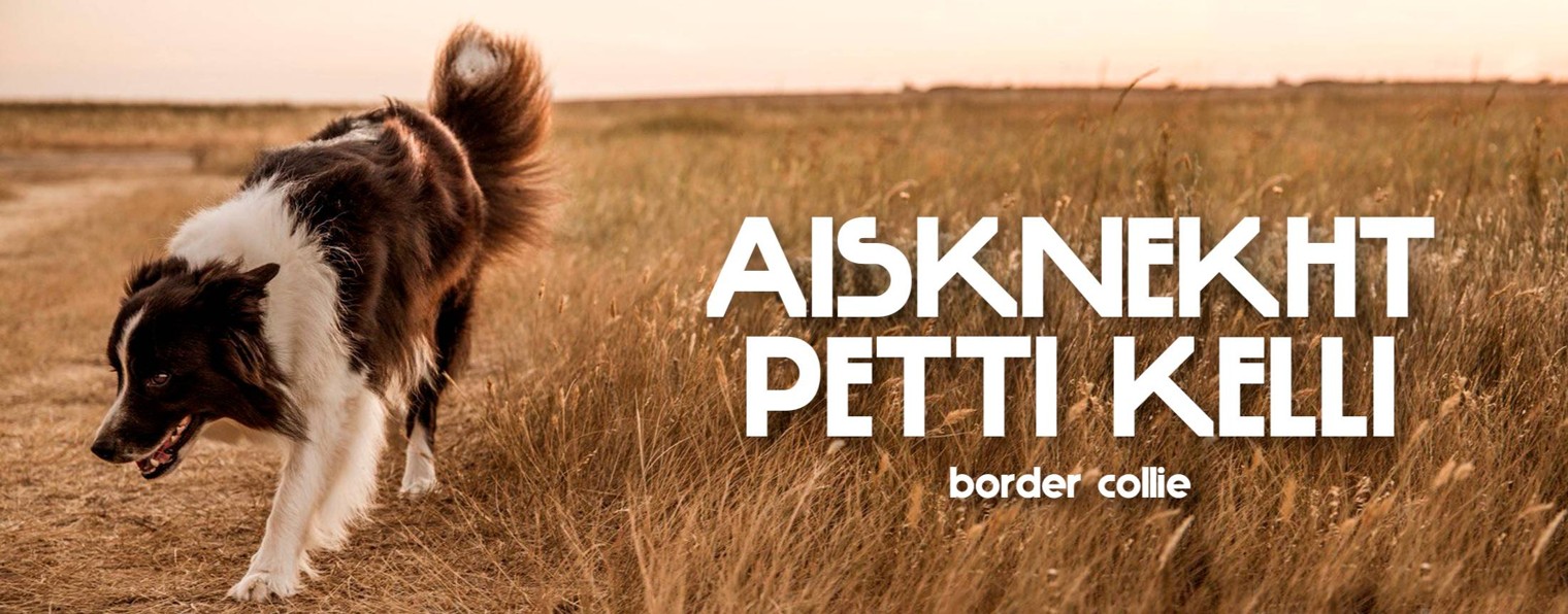 Бордер колли Келли / Border Collie Kelli