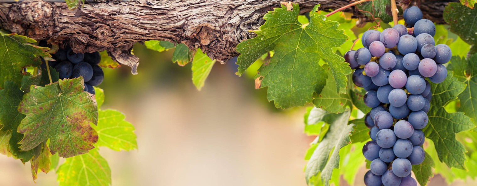 Виноградинка