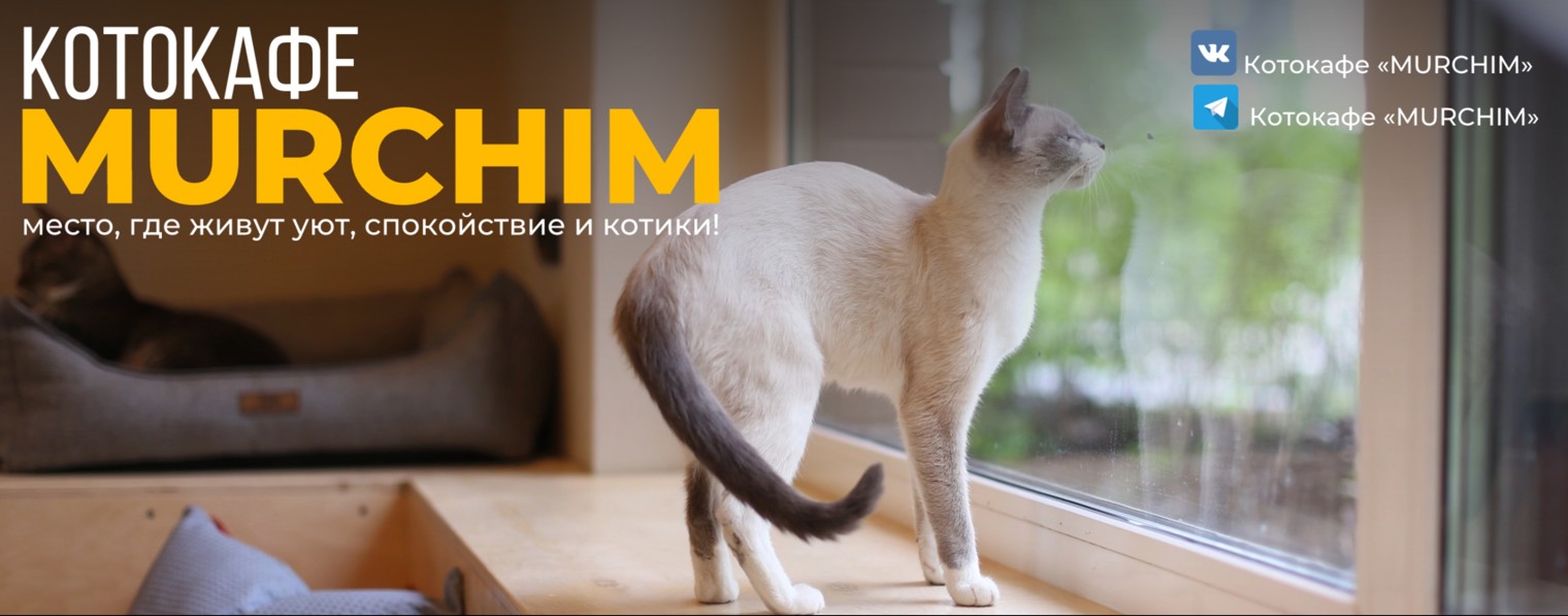 Котокафе «Мурчим»