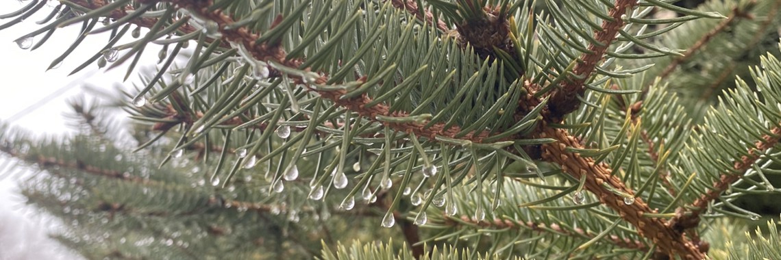 Алексей Ветеринар