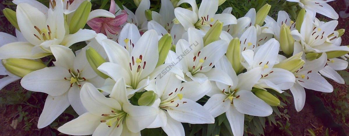 Cecilia Maresca/Сесилия Мареска