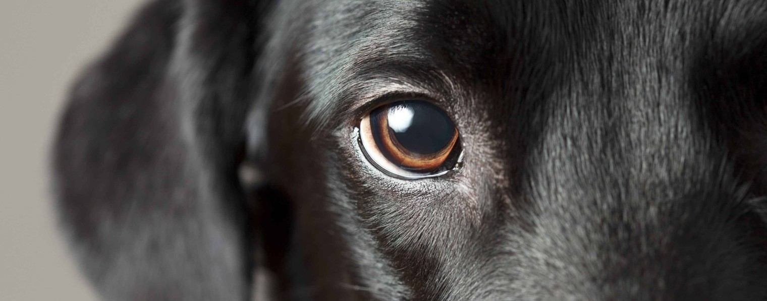 Ветеринарная офтальмология Реком