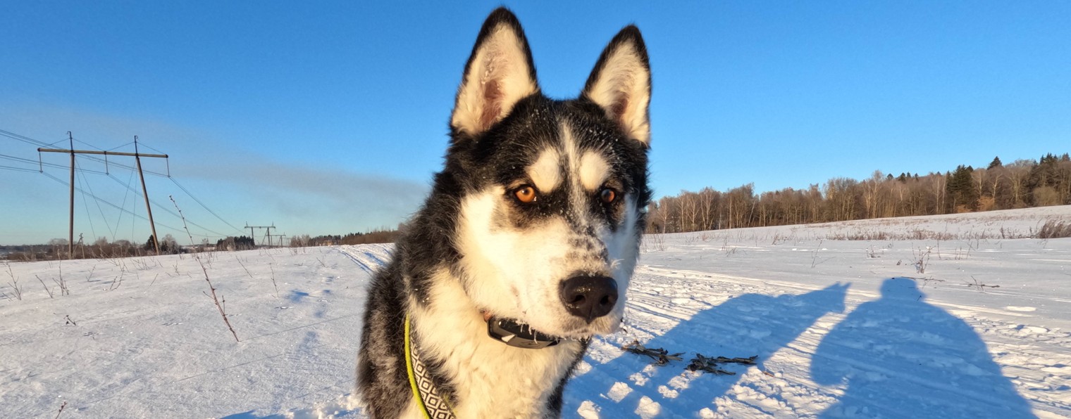 HuskyDik2022