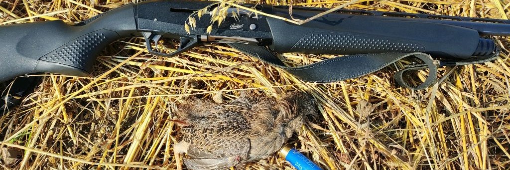 РОС. Радар. Русский охотничий спаниель.