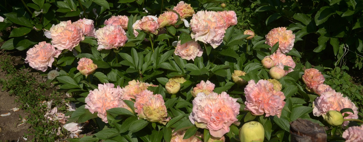 Пионы Нестерова