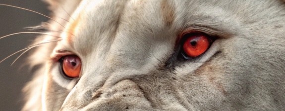 🦁👑 БЕЛЫЙ ЛЕВ 👑🦁