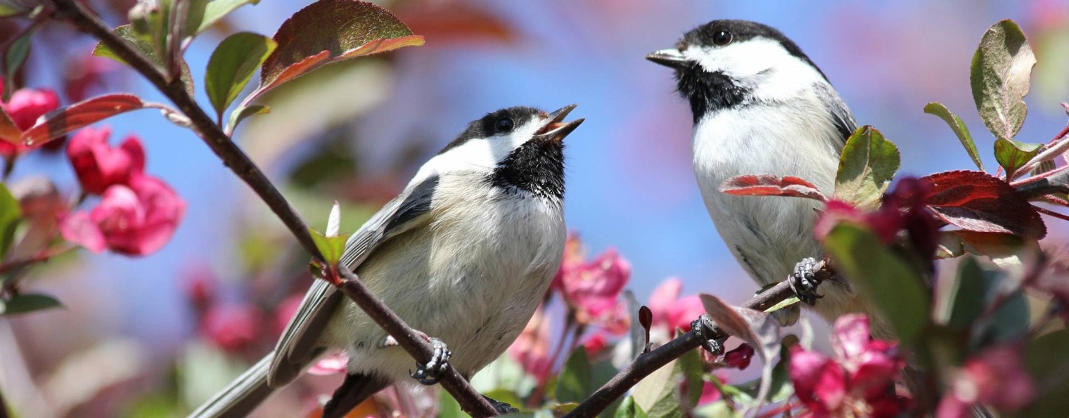Сергей Чекалин. Музыка для души. S. Chekalin.