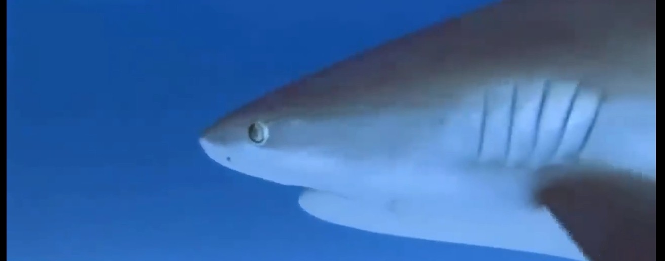 Булька - булька - барабулька