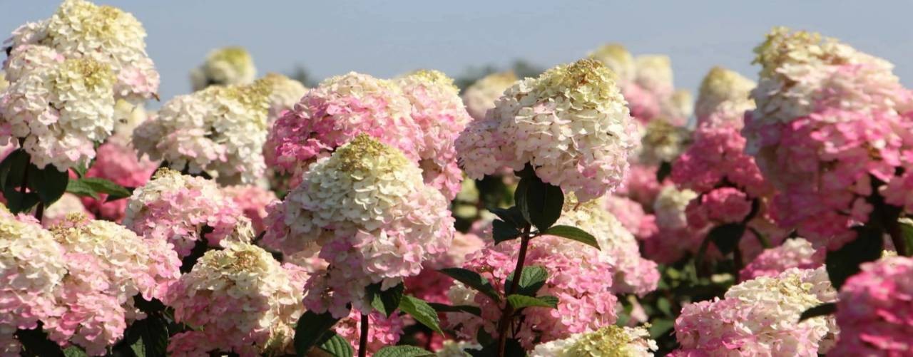 Кустики-травинки питомник гортензий