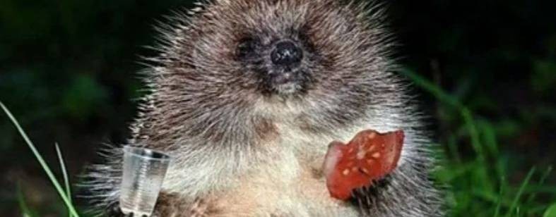 Ёж в тумане