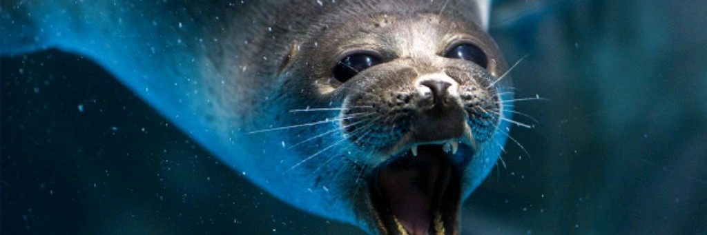 Аэролодка Нерпа.Отзывы.