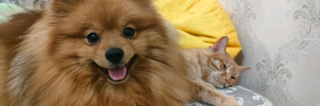 Винни и Мурзик