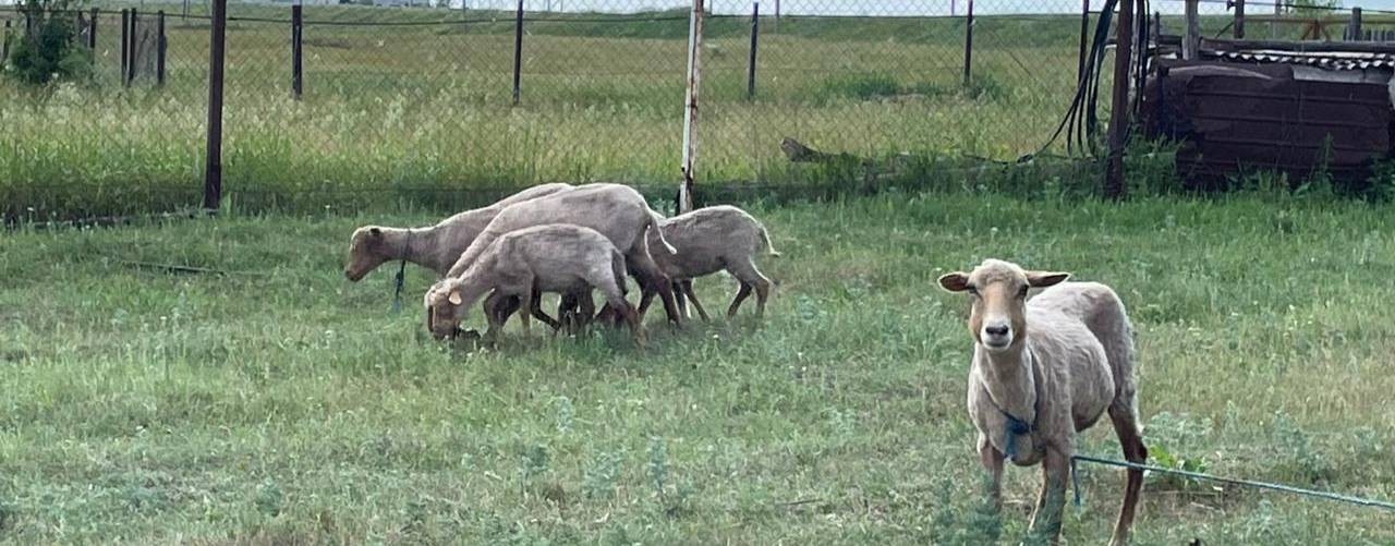 ЛПХ Галиуллин