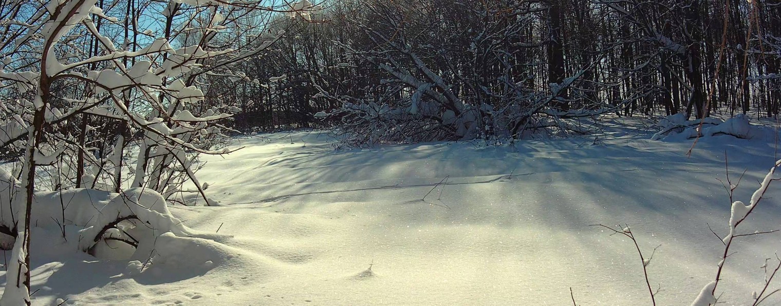Лесник