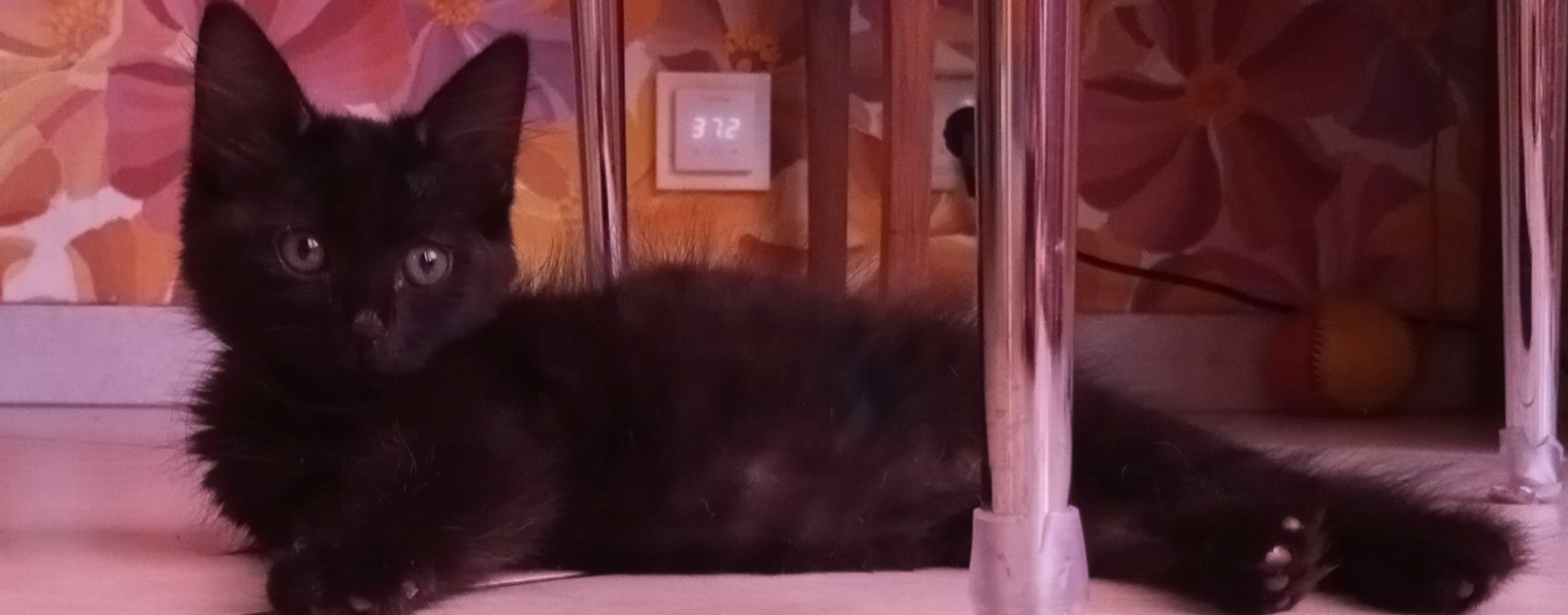 Кот Бегемот