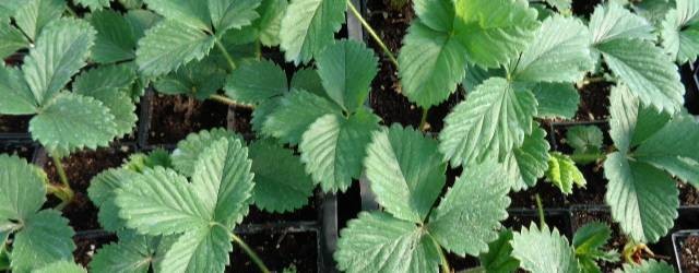 Оксана - Ягодный Микс