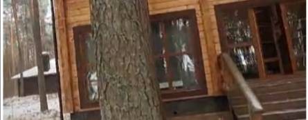 Дома срубы из бревна и бруса