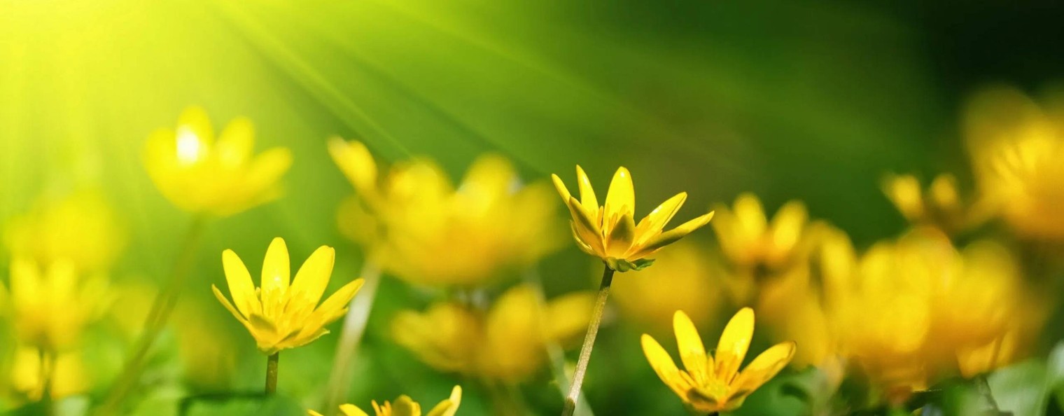 АКАДЕМИЯ СВЕТ