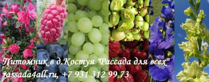 Рассада для всех