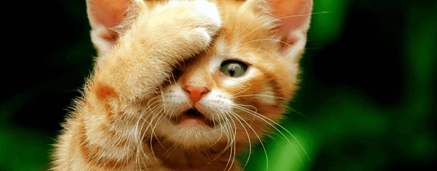 ВЕСЕЛЫЕ КОШКИ SUPERFANNYCAT